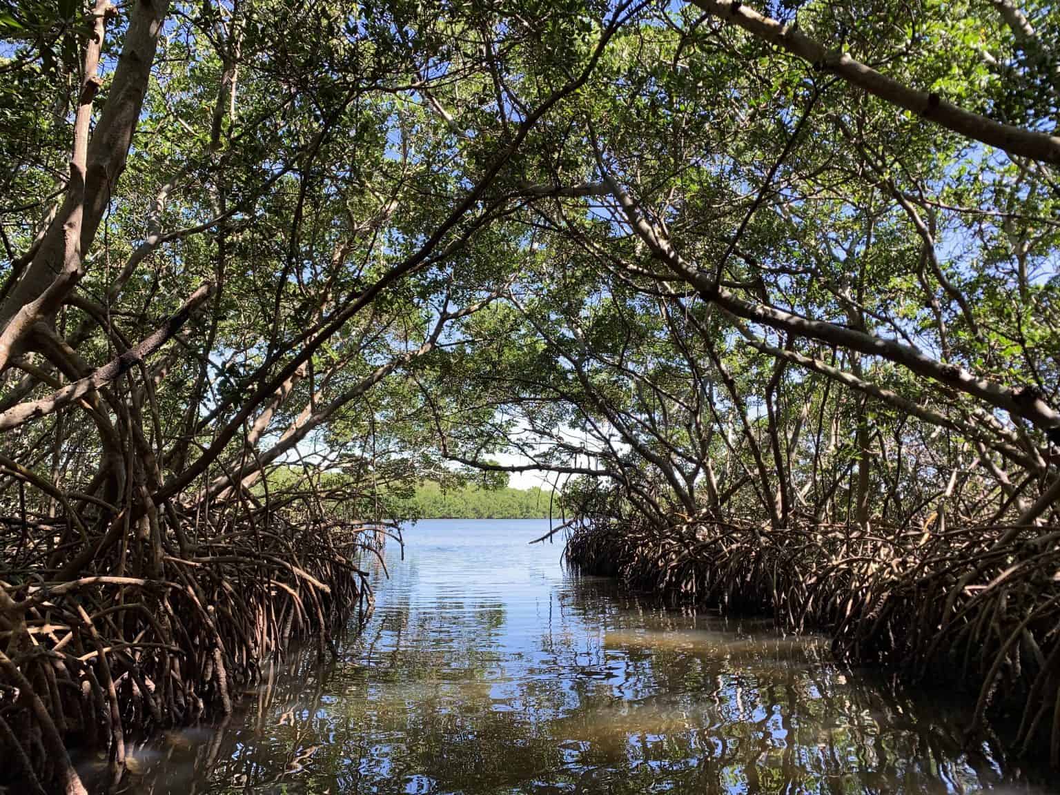 Kayaking The Lido Key Mangrove Tunnels - Sea Life Kayak