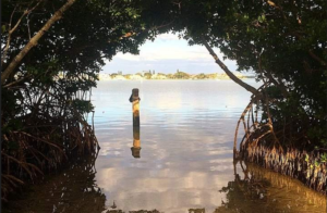 Exploring the Lido Key Mangrove Tunnels - Sea Life Kayak